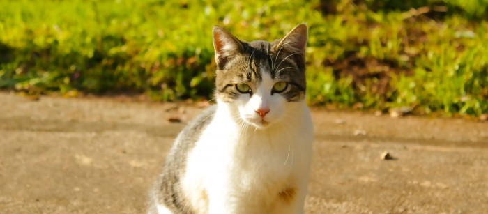 Tudo sobre a peritonite infecciosa felina (PIF em gatos) - O Meu Animal