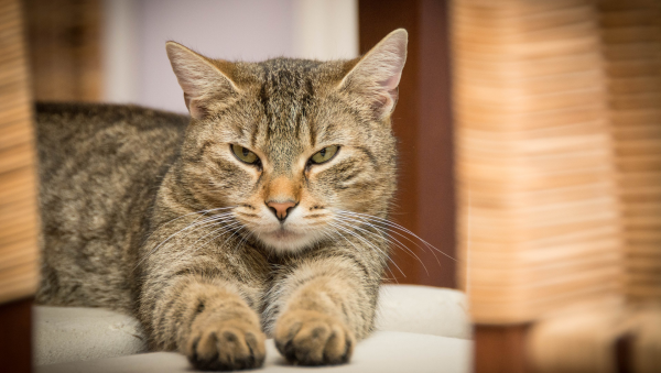 FIV e FeLV em gatos: o que é e como tratar? – O Meu Animal