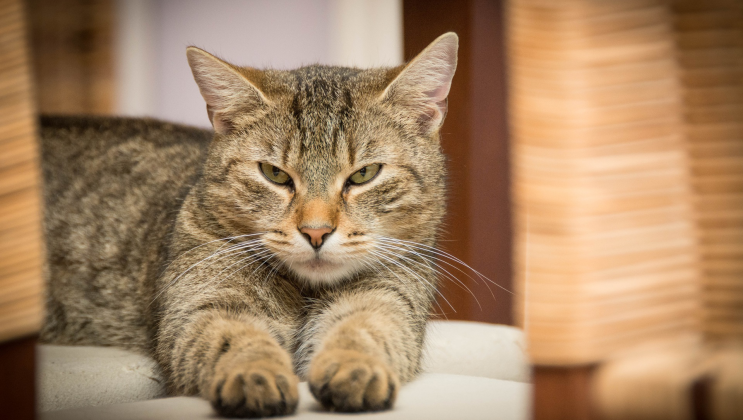 Tudo sobre a peritonite infecciosa felina (PIF em gatos) - O Meu Animal