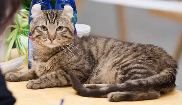 Tudo sobre a peritonite infecciosa felina (PIF em gatos) - O Meu Animal