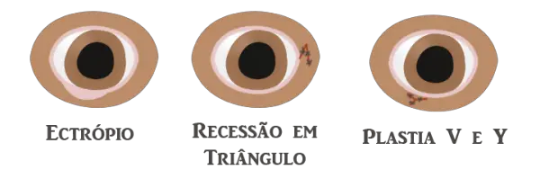 Entrópio e Ectrópio em Cães – O Meu Animal