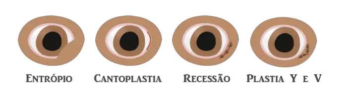 Entrópio e Ectrópio em Cães – O Meu Animal