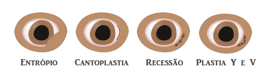 Entrópio e Ectrópio em Cães – O Meu Animal