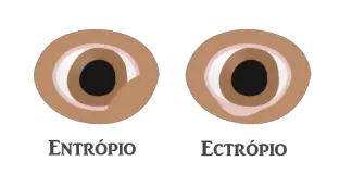 Entrópio e Ectrópio em Cães – O Meu Animal