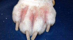 Pododermatite em cães e gatos: causas e tratamento – O Meu Animal