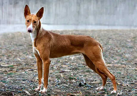 Podengo Português: companheiros inteligentes, energéticos e fieis – O ...