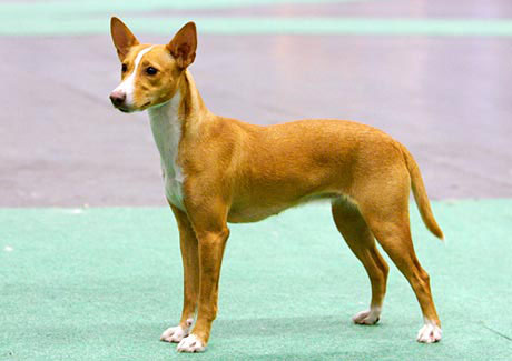 Podengo Português: companheiros inteligentes, energéticos e fieis – O ...