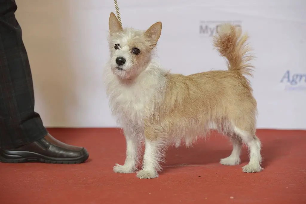 Podengo Português: companheiros inteligentes, energéticos e fieis – O ...