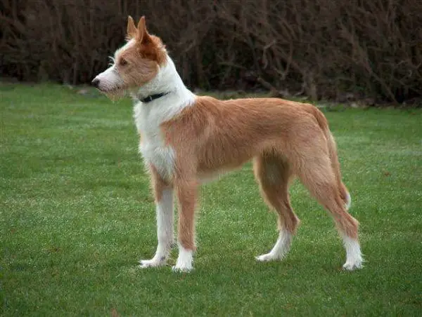 Podengo Português: companheiros inteligentes, energéticos e fieis – O ...