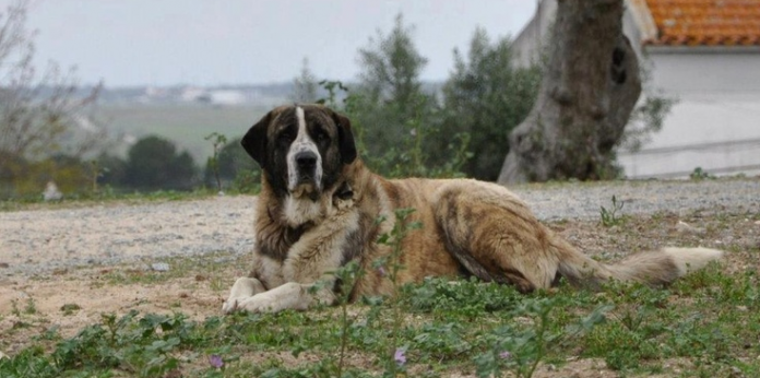 Conheça o Rafeiro do Alentejo: Nobre, leal e dócil – O Meu Animal