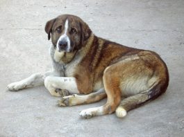 Conheça o Rafeiro do Alentejo: Nobre, leal e dócil – O Meu Animal