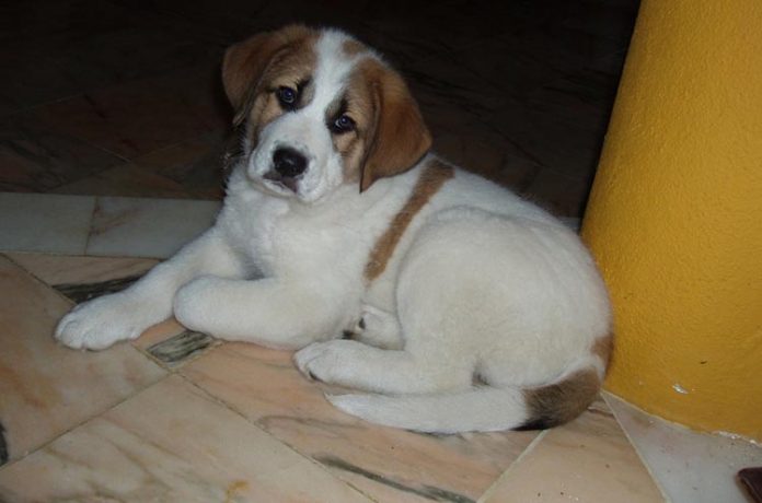 Conheça o Rafeiro do Alentejo: Nobre, leal e dócil – O Meu Animal