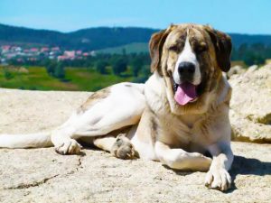 Conheça o Rafeiro do Alentejo: Nobre, leal e dócil – O Meu Animal