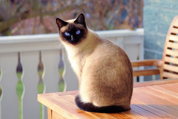 FIV e FeLV em gatos: o que é e como tratar? – O Meu Animal