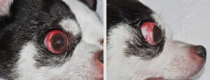 Prolapso / Proptose ocular em cães e gatos (exoftalmia) – O Meu Animal